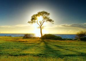 الموقع الرسمي للشيخ عبد الله الهرري